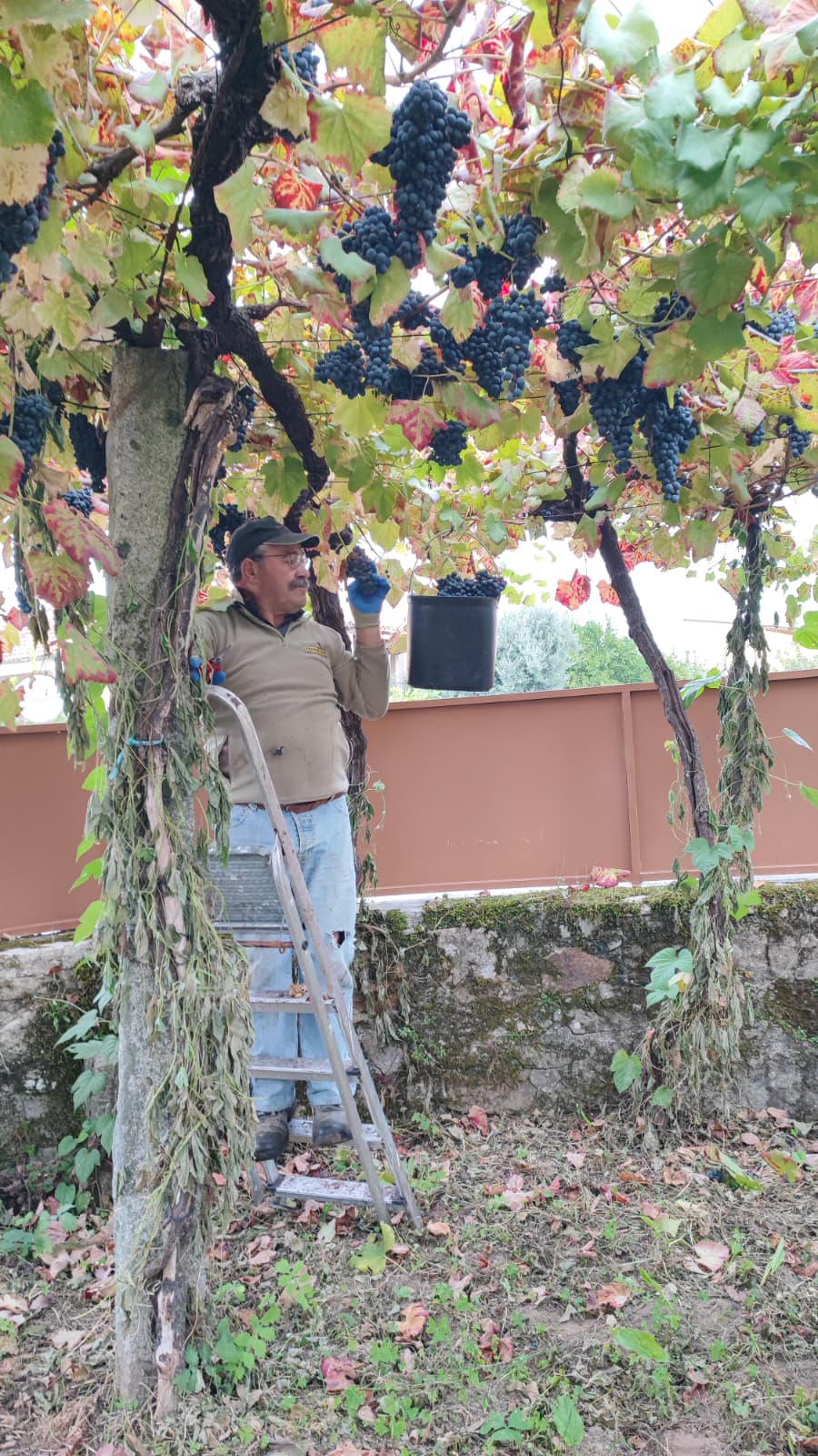Ponte de Lima. Está em marcha a ‘Lagarada Tradicional’ no Samiguel de ...