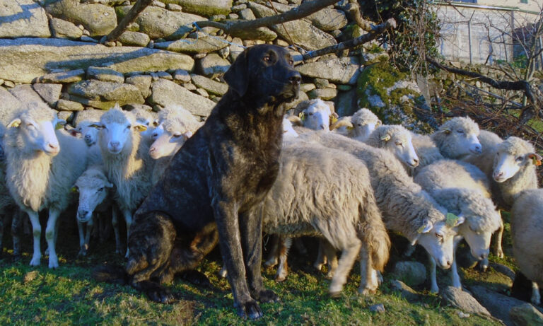 Cães de proteção de gado reduziram em 95% prejuízos causados por ...